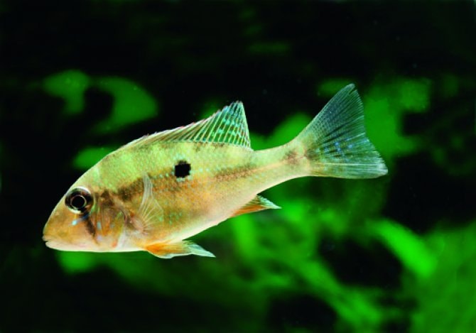 Geophagus agyrostictus - Practical Fishkeeping