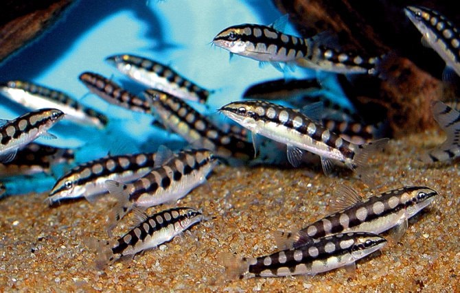 Dwarf chain loach, Yasuhikotakia sidthimunki - Practical Fishkeeping