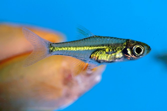 Kubota's microrasbora, Microdevario kubotai - Practical Fishkeeping