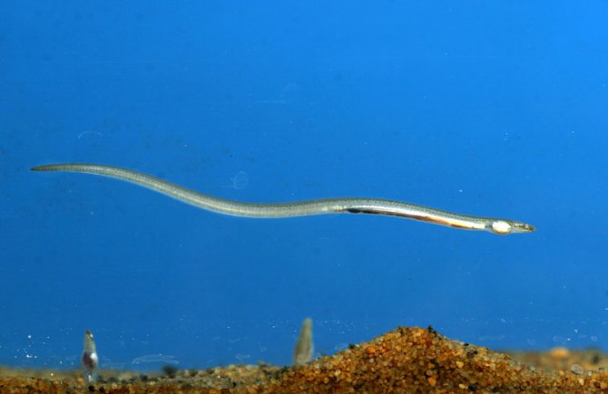 The Glass eel, Pisodonophis boro - Practical Fishkeeping