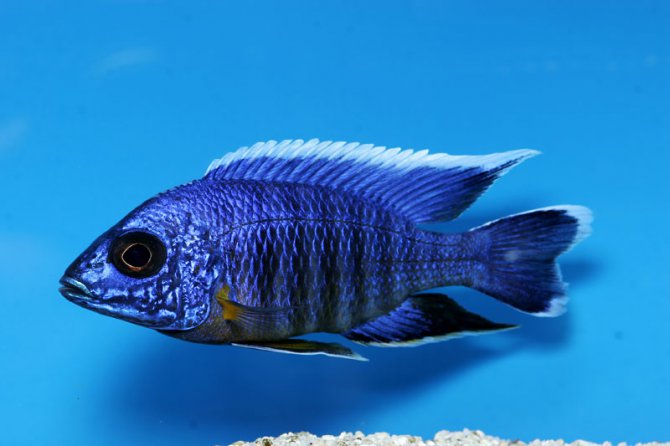 Frequently asked questions on salt and transporting fish - Practical ...