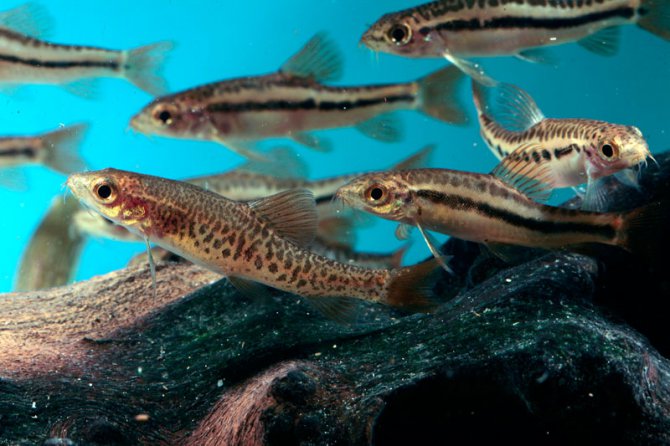 Yunnanilus brevis, Inle loach - Practical Fishkeeping