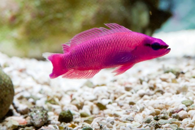 How do I get started in breeding marine fish? - Practical Fishkeeping