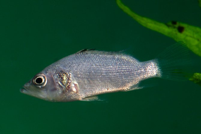 Nandus andrewi, Slaty leaf fish - Practical Fishkeeping