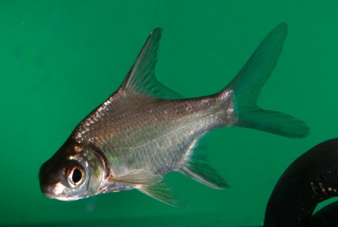 Puntioplites falcifer - Practical Fishkeeping