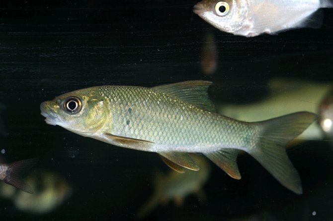 Ghora muikkha, Labeo pangusia - Practical Fishkeeping