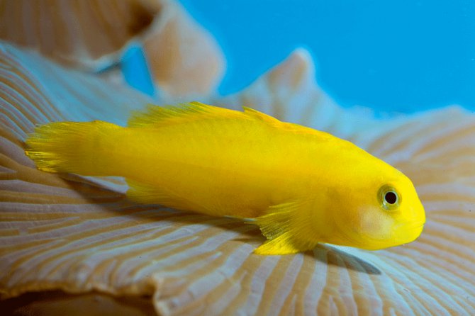 Yellow coral goby, Gobiodon okinawae - Practical Fishkeeping