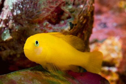 Yellow coral goby, Gobiodon okinawae - Practical Fishkeeping