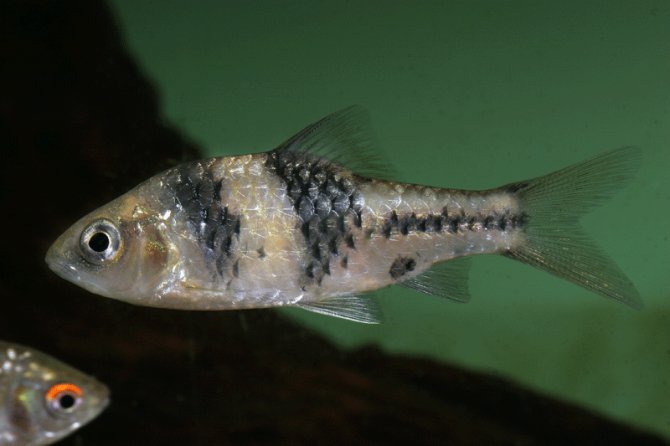 False spanner barb, Puntius kuchingensis - Practical Fishkeeping
