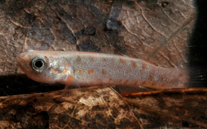 What's so special about the Mangrove killifish? - Practical Fishkeeping