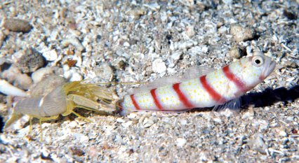 Sharing a burrow... - Practical Fishkeeping