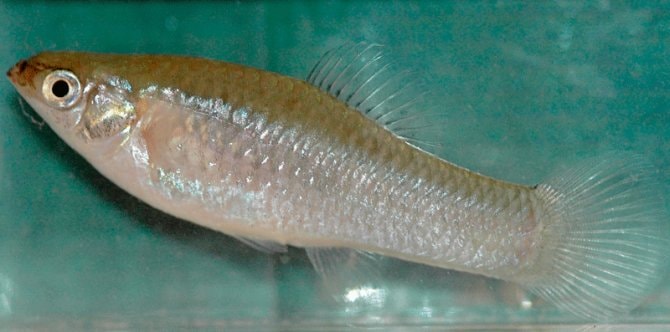 What's so special about the Amazon molly? - Practical Fishkeeping