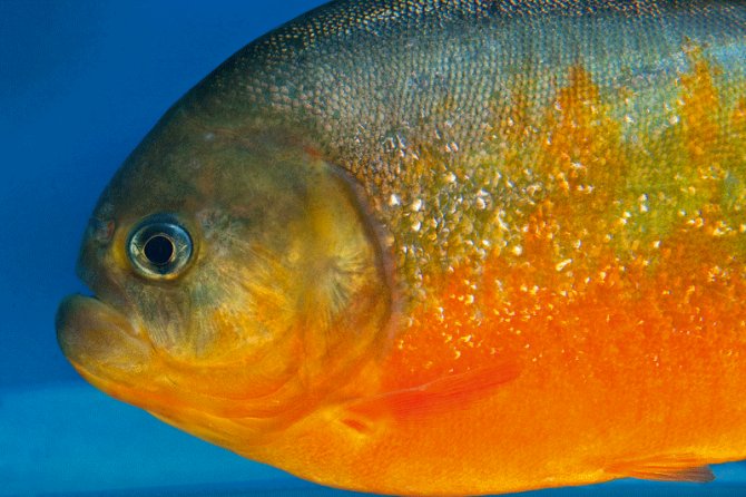 Piraya piranha, Pygocentrus piraya - Practical Fishkeeping