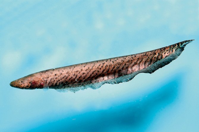 Knife fishes — they're electric! - Practical Fishkeeping