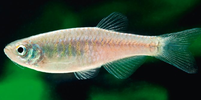 Panther danio, Danio aesculapii - Practical Fishkeeping