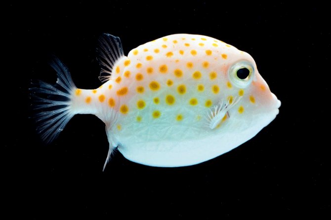 Eastern smooth boxfish, Anoplocapros inermis - Practical Fishkeeping