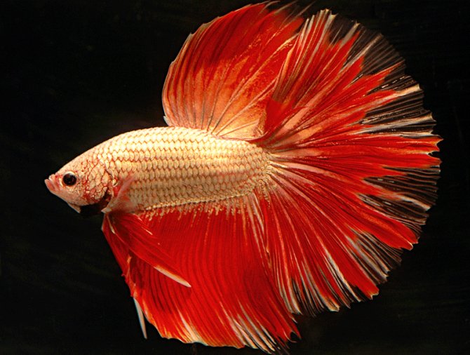 Fighting fish by name... - Practical Fishkeeping