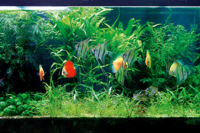 What's living in your filter? - Practical Fishkeeping