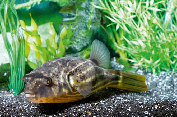 Where in the world: The River Niger - Practical Fishkeeping