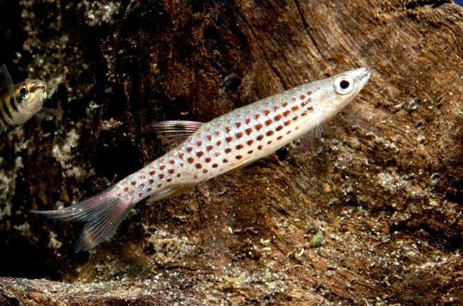 Spotted splashing tetra, Copella meinkeni - Practical Fishkeeping
