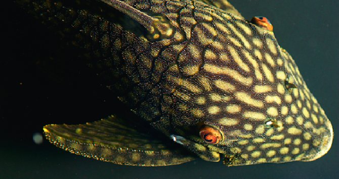 Do some catfish really eat wood? - Practical Fishkeeping