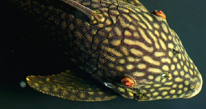 Do some catfish really eat wood? - Practical Fishkeeping