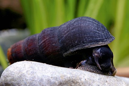 Shrimp Shangri-la! - Practical Fishkeeping