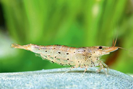 Shrimp Shangri-la! - Practical Fishkeeping