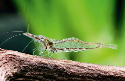 Shrimp Shangri-la! - Practical Fishkeeping