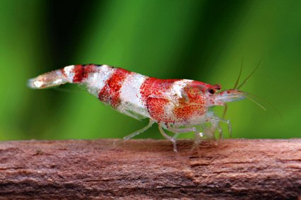 Shrimp Shangri-la! - Practical Fishkeeping