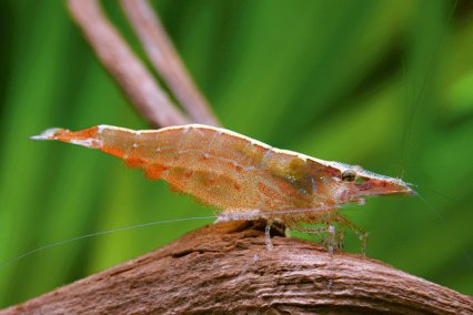 Shrimp Shangri-la! - Practical Fishkeeping