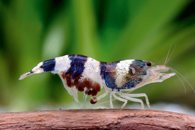 Shrimp Shangri-la! - Practical Fishkeeping