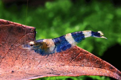 Shrimp Shangri-la! - Practical Fishkeeping