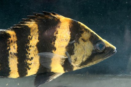 Where in the world: The Fly river - Practical Fishkeeping