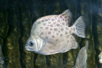 Where in the world: The Fly river - Practical Fishkeeping