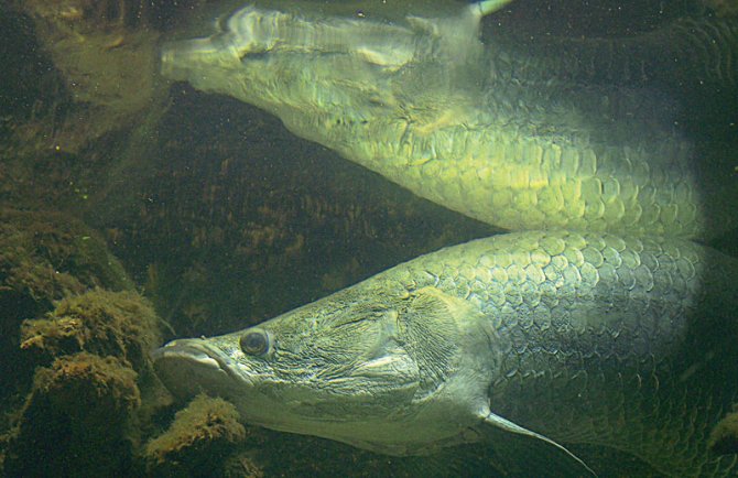 Where in the world: The Amazon - Practical Fishkeeping