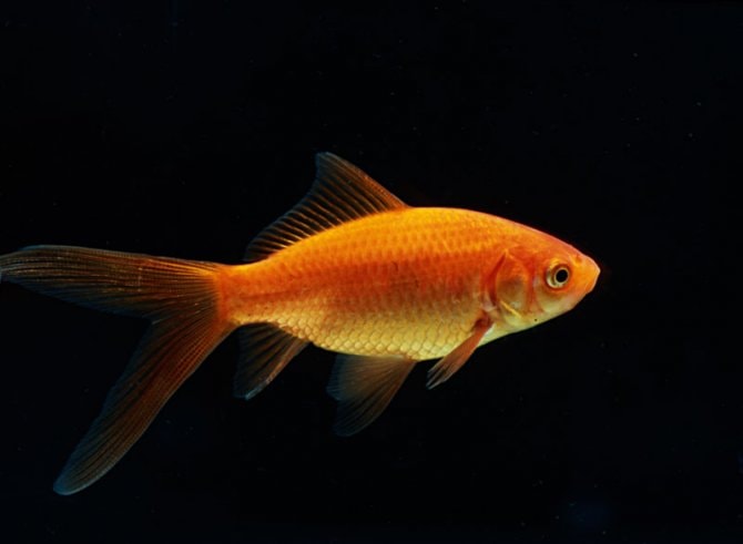 Comet goldfish, Carassius auratus auratus - Practical Fishkeeping