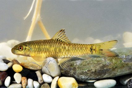 Biotopes of Iran: On the very brink - Practical Fishkeeping