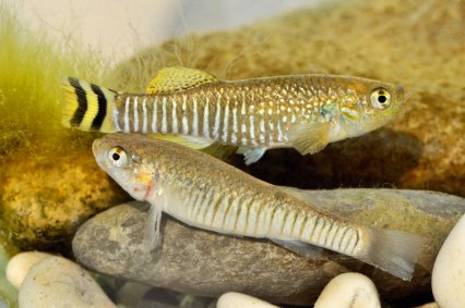 Biotopes of Iran: On the very brink - Practical Fishkeeping