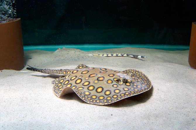 Where in the world: The ParanÃ¡ river - Practical Fishkeeping