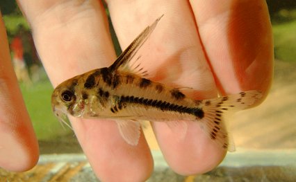 In search of a rare Corydoras... - Practical Fishkeeping