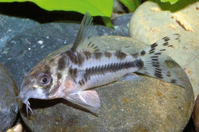 In search of a rare Corydoras... - Practical Fishkeeping