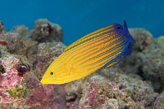 Blue-striped orange tamarin wrasse, Anampses femininus - Practical ...