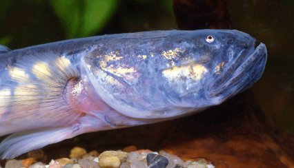 Where in the world: The Orinoco river - Practical Fishkeeping