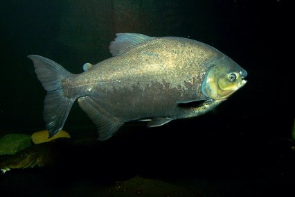 Where in the world: The Orinoco river - Practical Fishkeeping