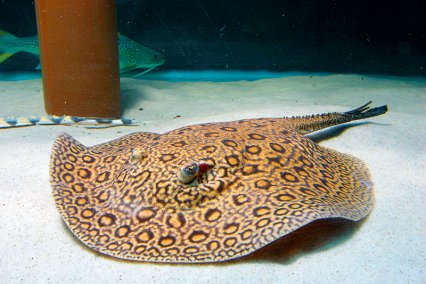 Where in the world: The Orinoco river - Practical Fishkeeping