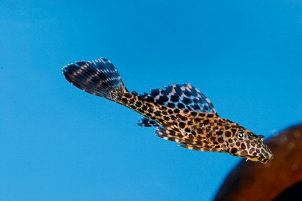 Where in the world: The Orinoco river - Practical Fishkeeping