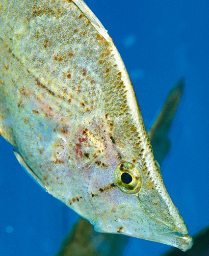 Where in the world: The Orinoco river - Practical Fishkeeping