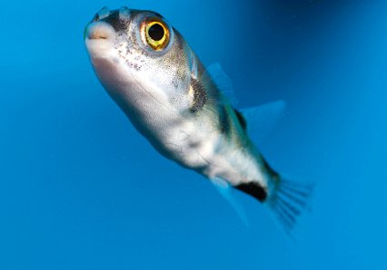 Where in the world: The Orinoco river - Practical Fishkeeping