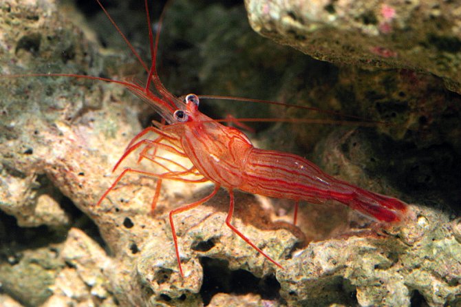 How do I breed my Peppermint shrimps? - Practical Fishkeeping